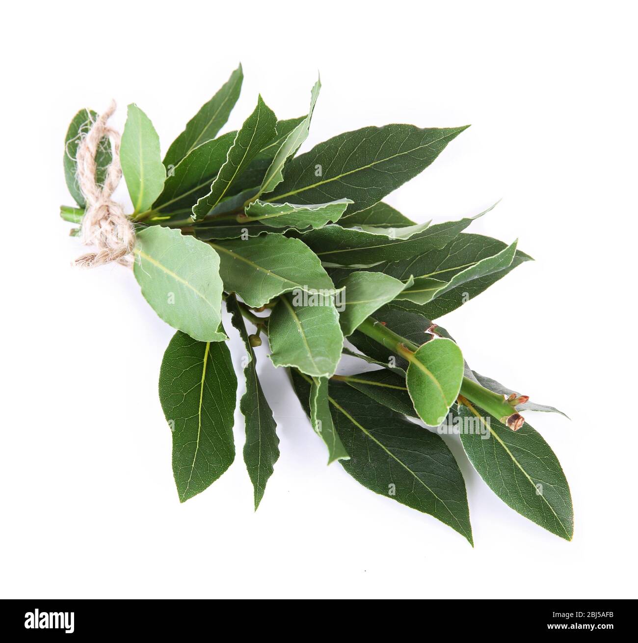 Fresh twigs with bay leaves, isolated on white Stock Photo - Alamy
