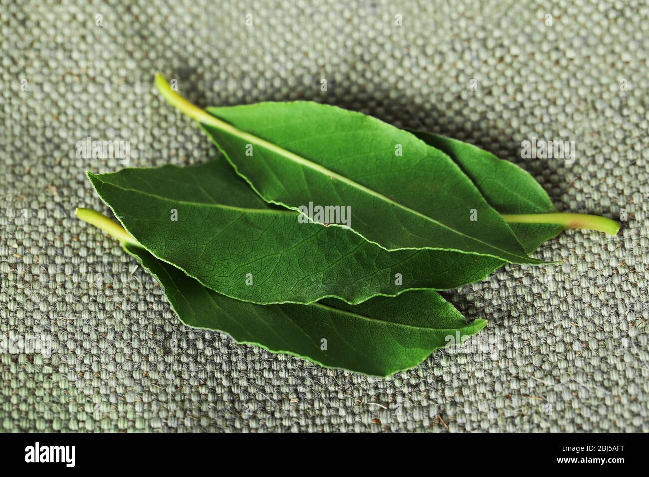 Fresh bay leaves, close up Stock Photo - Alamy