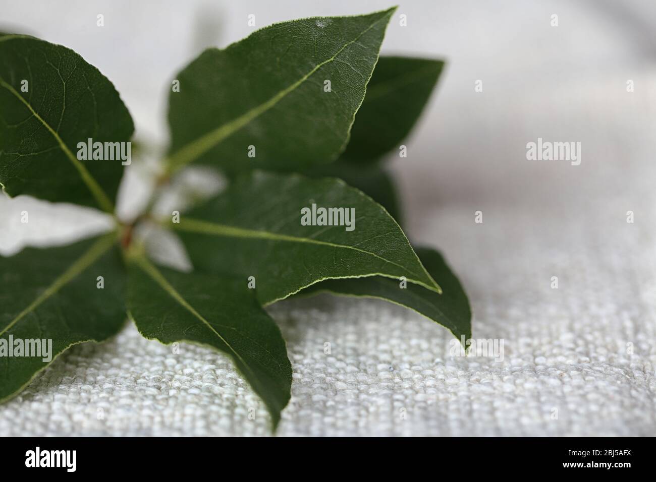 Fresh twig with bay leaves, close up Stock Photo - Alamy