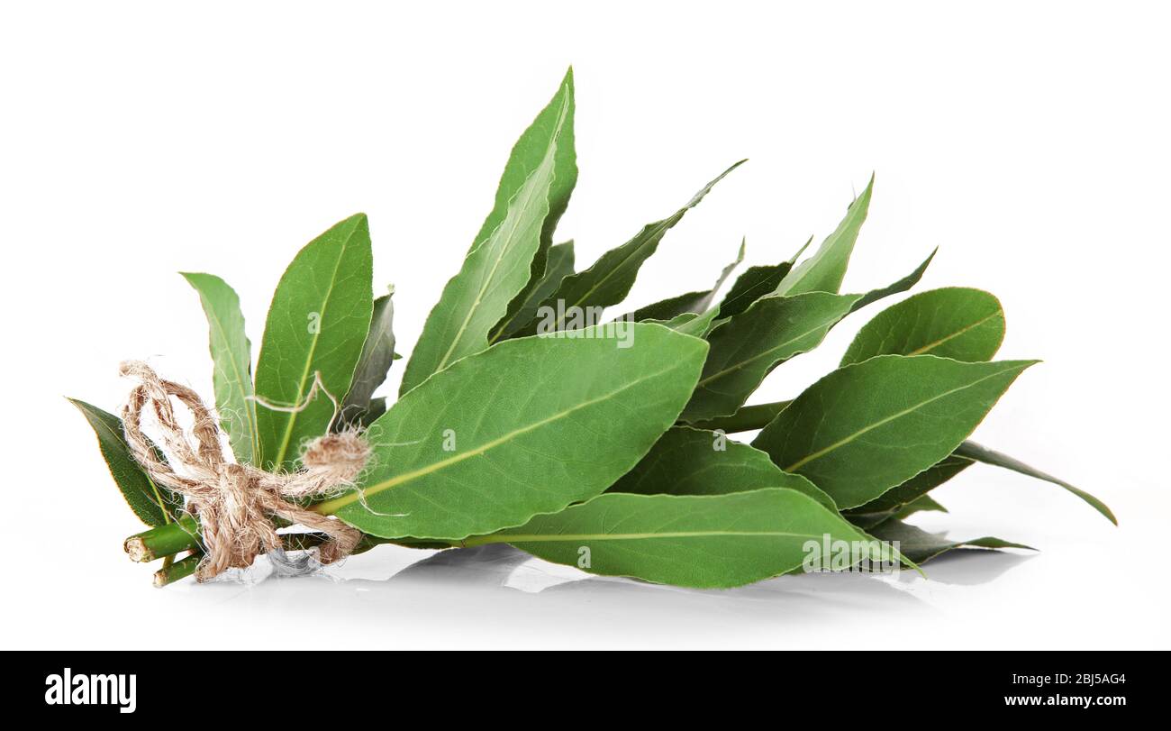 Fresh twigs with bay leaves, isolated on white Stock Photo - Alamy
