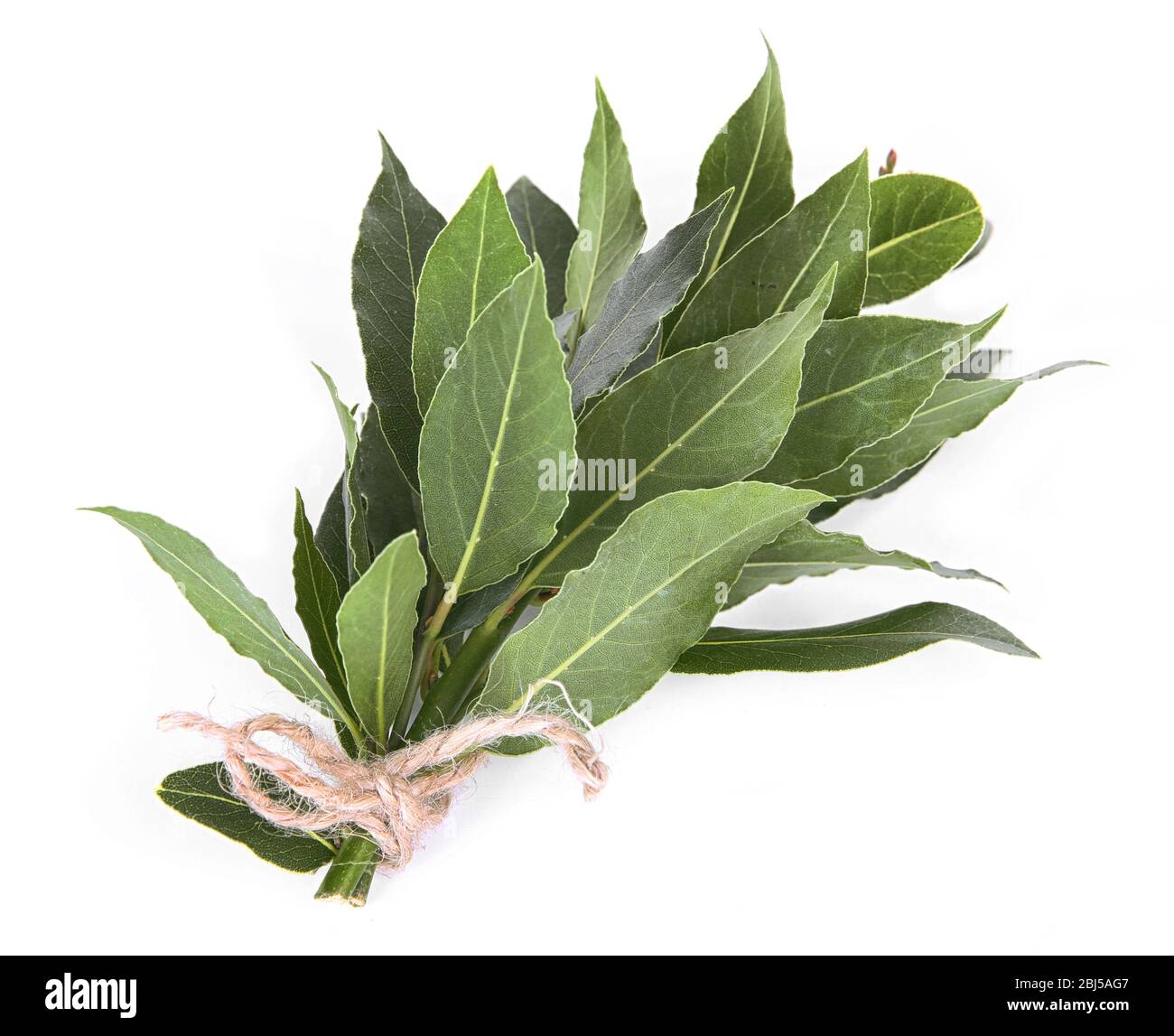 Fresh twigs with bay leaves, isolated on white Stock Photo - Alamy
