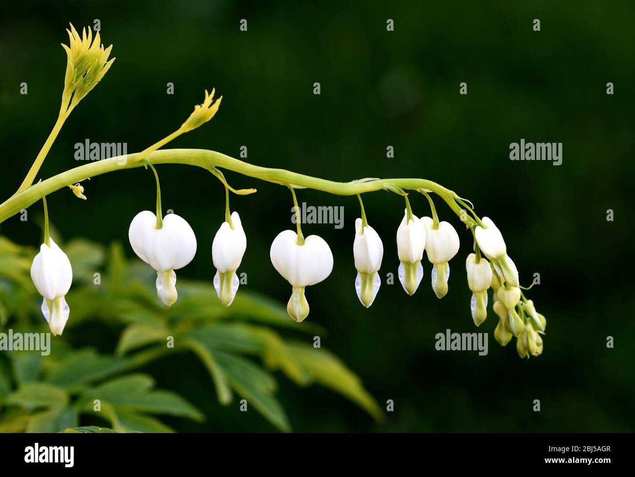 Dicentra spectabilis alba hi-res stock photography and images - Alamy