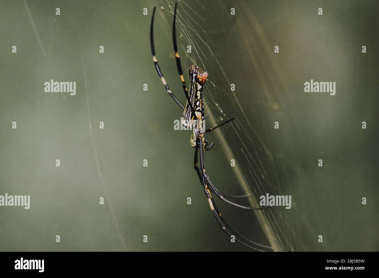 Spider Thread Hanging Illustration High Resolution Stock Photography ...