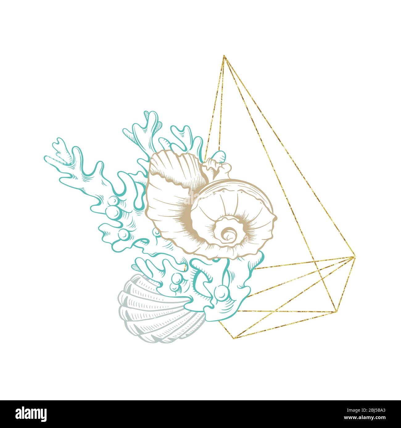 Seashell Drawings Art