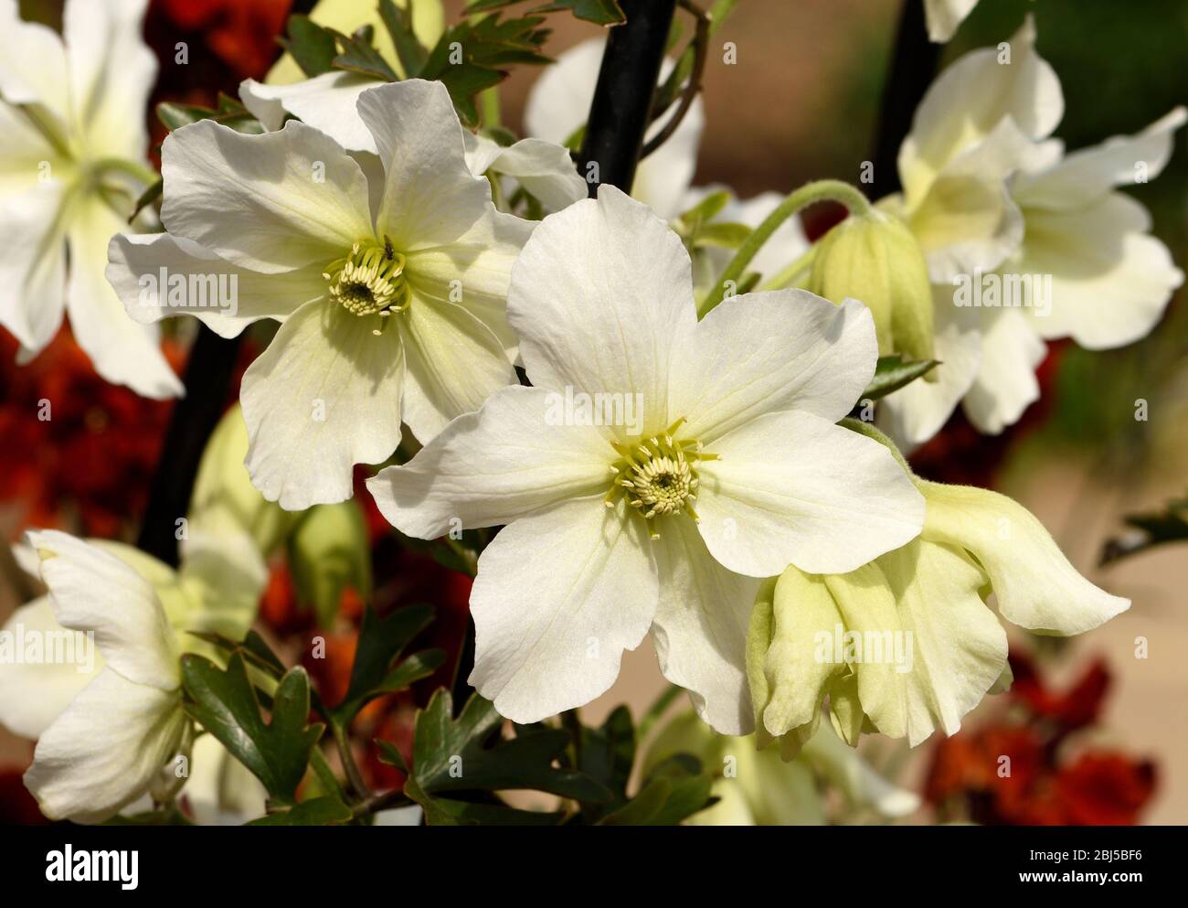 A cluster of flowers of Clematis Cartmanii Avalanche in closeup Stock ...