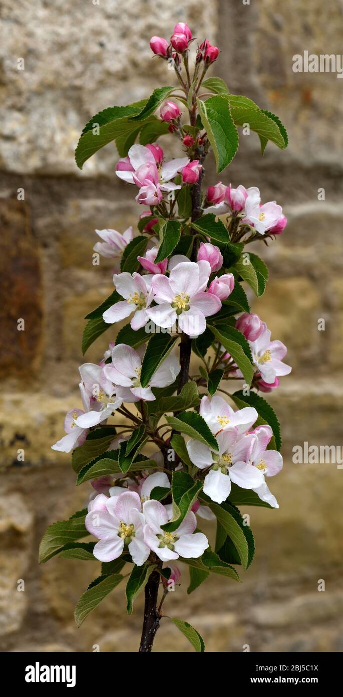 Closeup of blossom and buds of the apple tree Ellison's Orange Stock ...