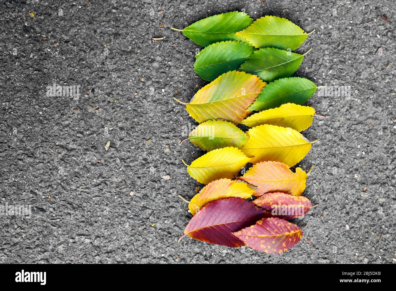 Colourful autumn leaves in a row on the ground, close up Stock Photo ...
