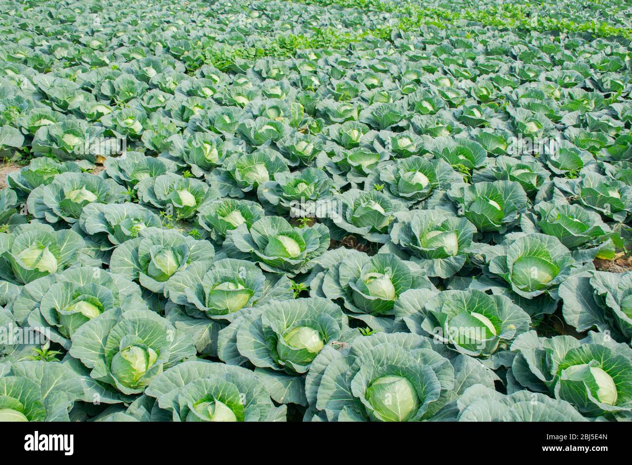 cabbage, vegetable field Stock Photo - Alamy
