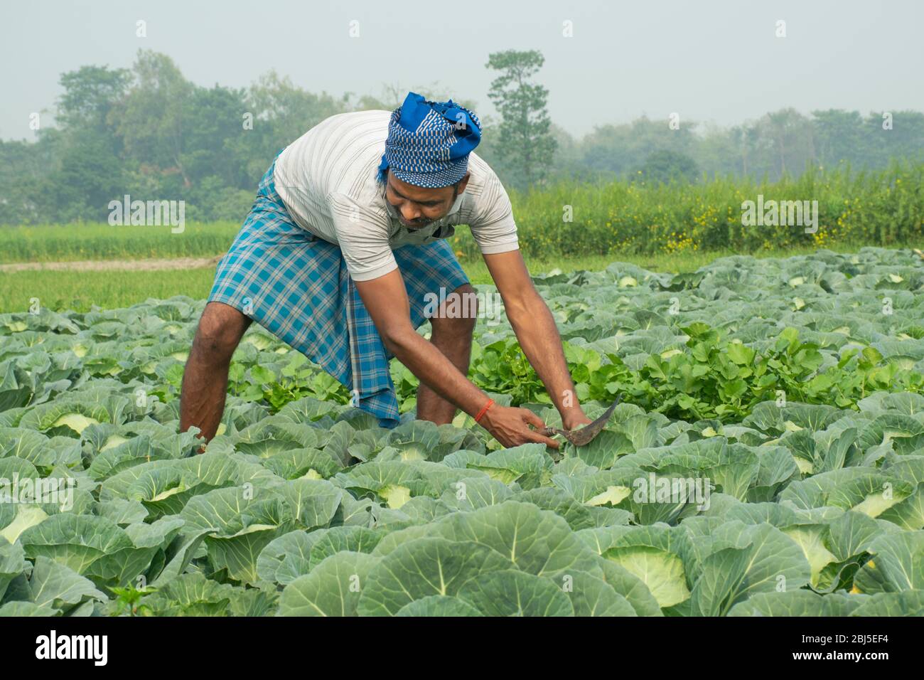 farmer doing agricultural work at field Stock Photo - Alamy