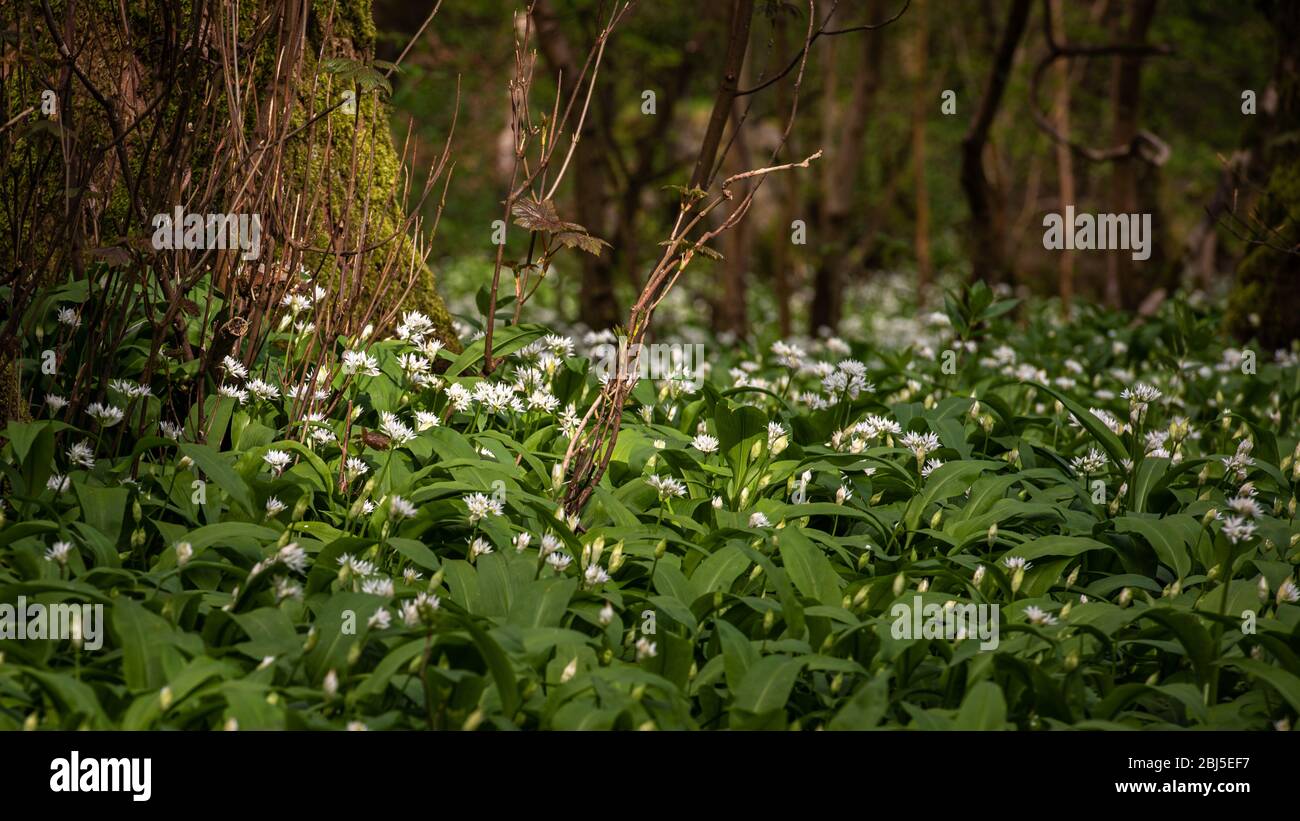 Wild Garlic flowers, Allium ursinum, growing on the forest floor in a ...