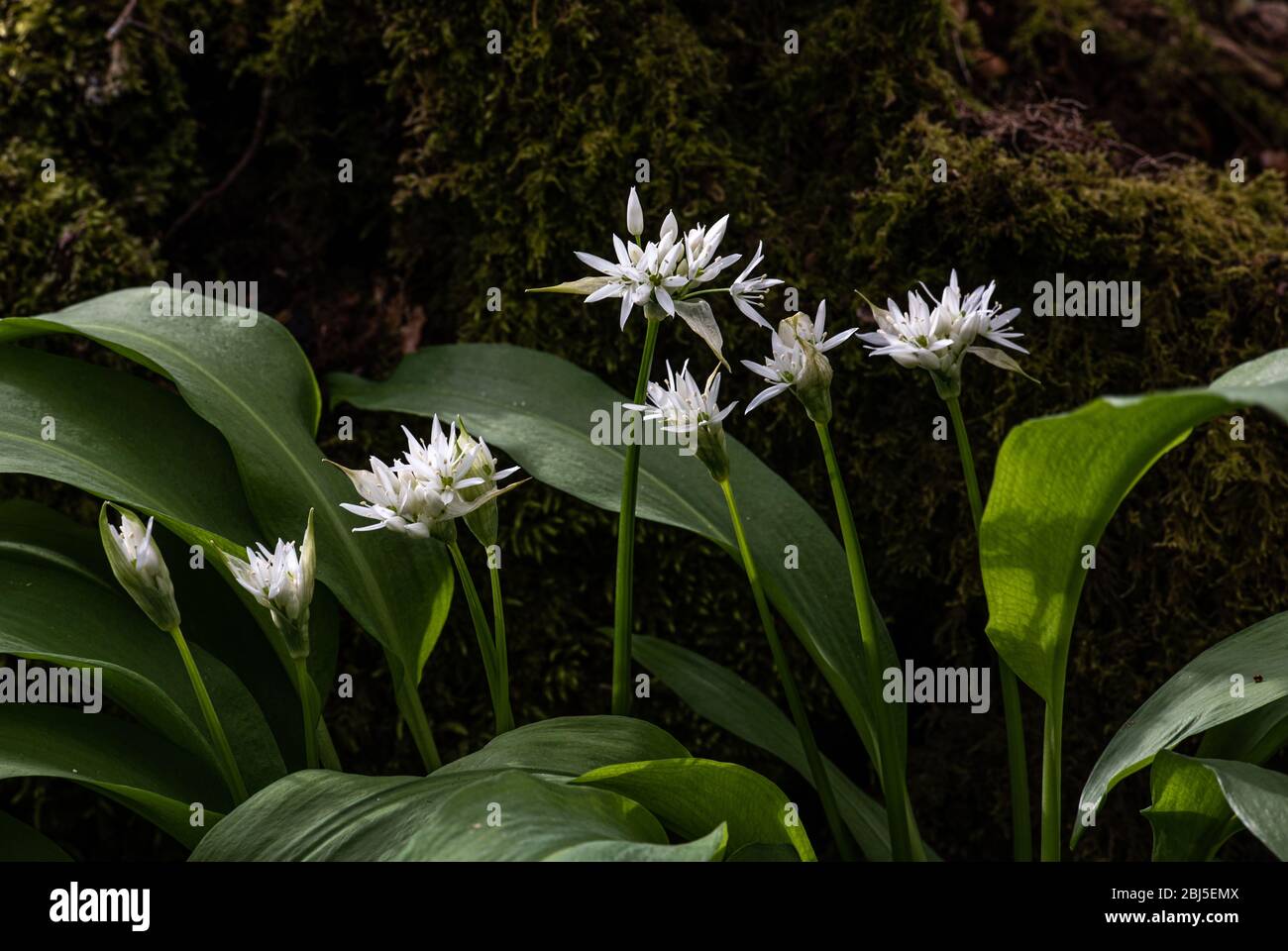 Wild Garlic flowers, Allium ursinum, growing on the forest floor in a ...
