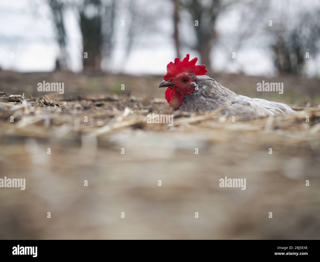 A chicken is lying in the dry grass on a chicken farm paddock Stock ...