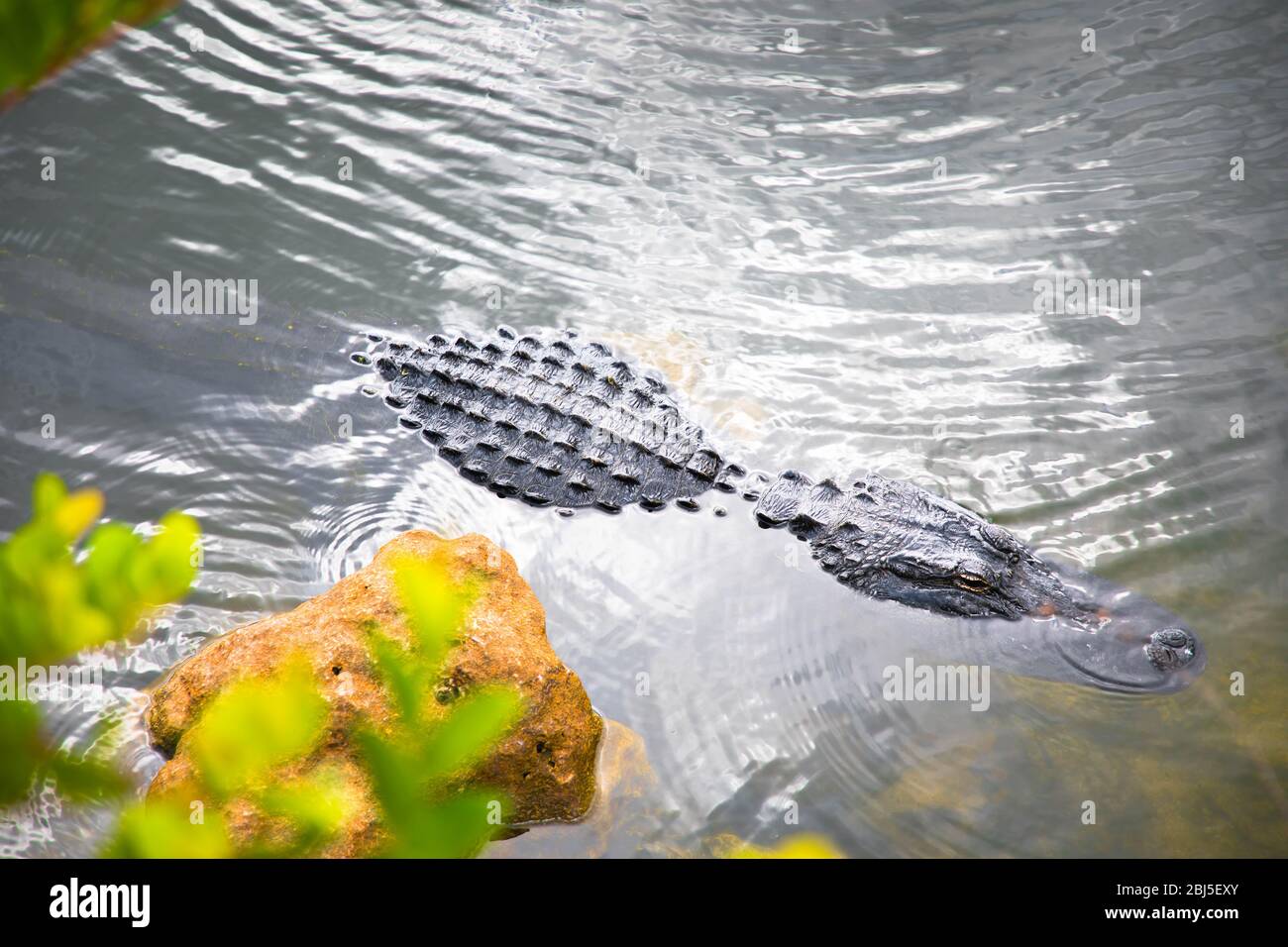 Florida alligator swimming in the water Stock Photo - Alamy