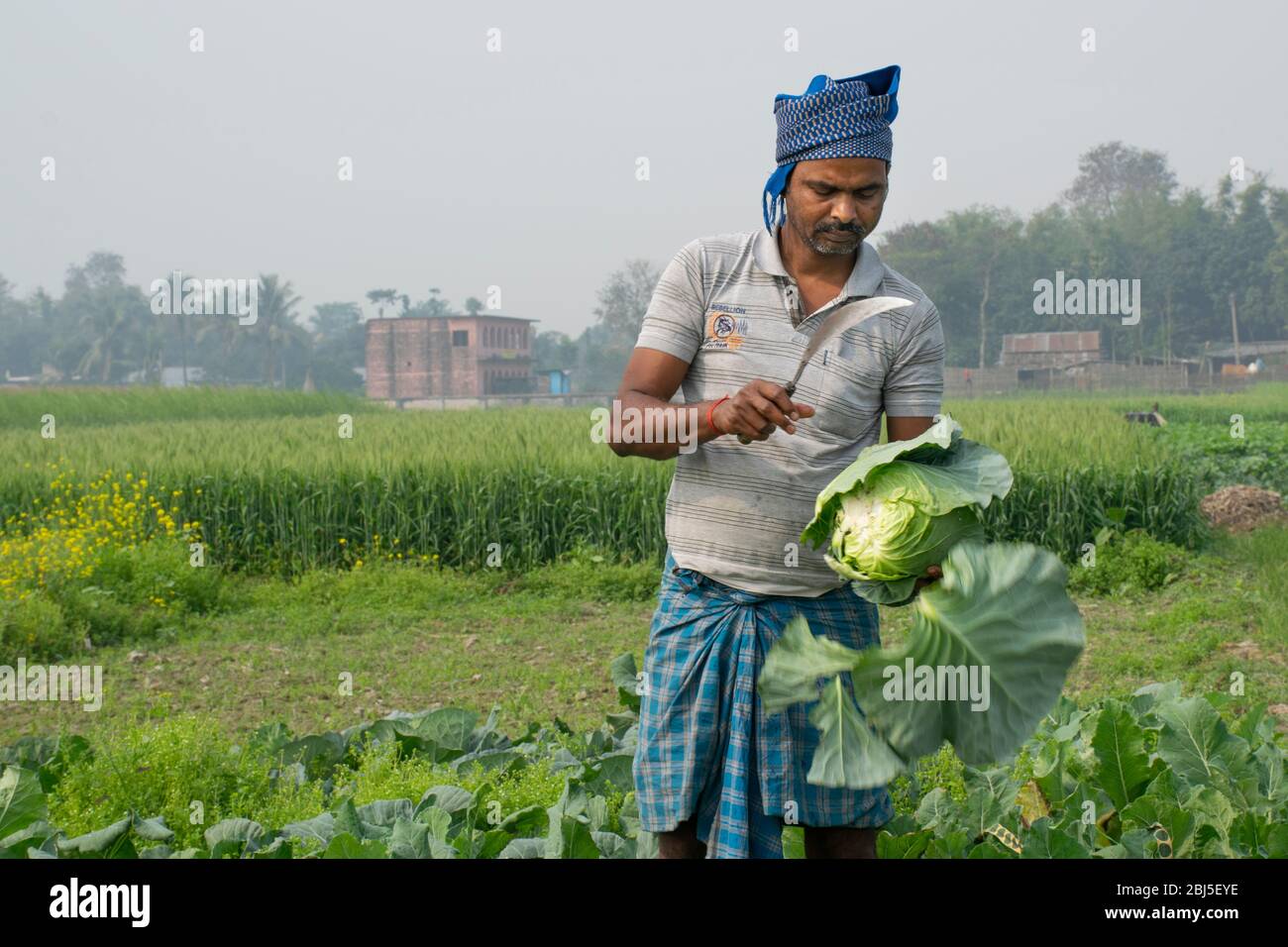 farmer doing agricultural work at field Stock Photo - Alamy