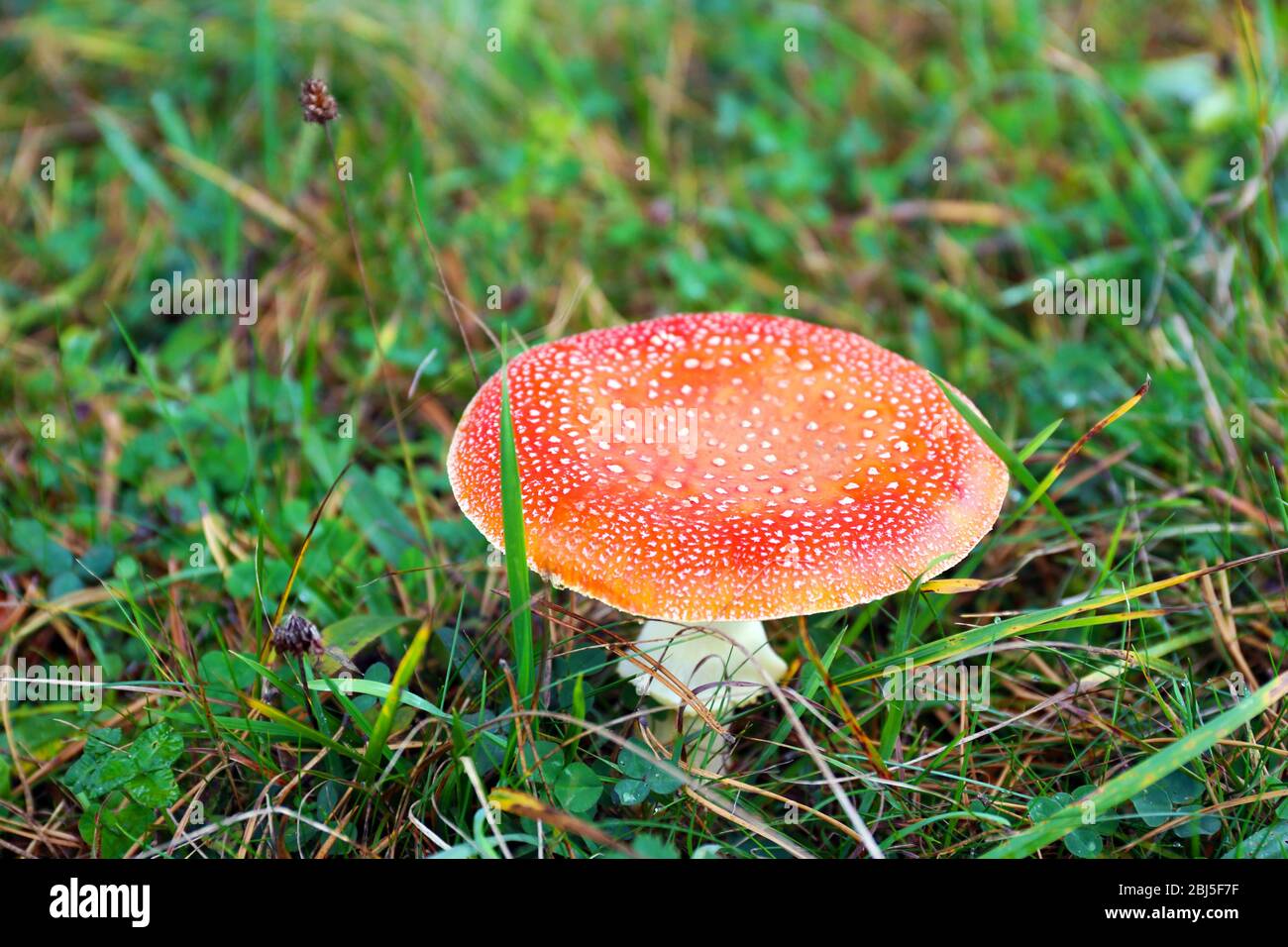 Toadstool growing in the forest Stock Photo - Alamy