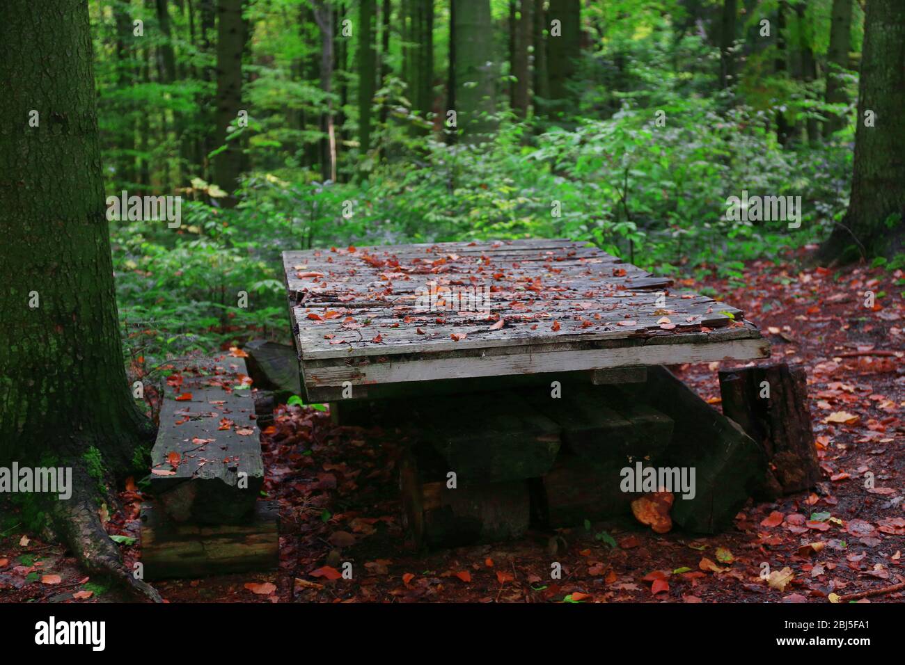 Hardwood forest bench hi-res stock photography and images - Alamy