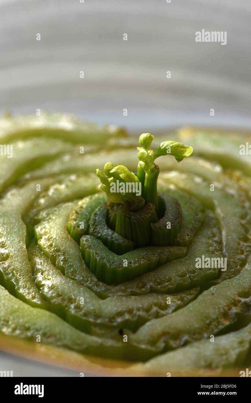 A vertical image of a new leafy green sprout growing out of the center ...