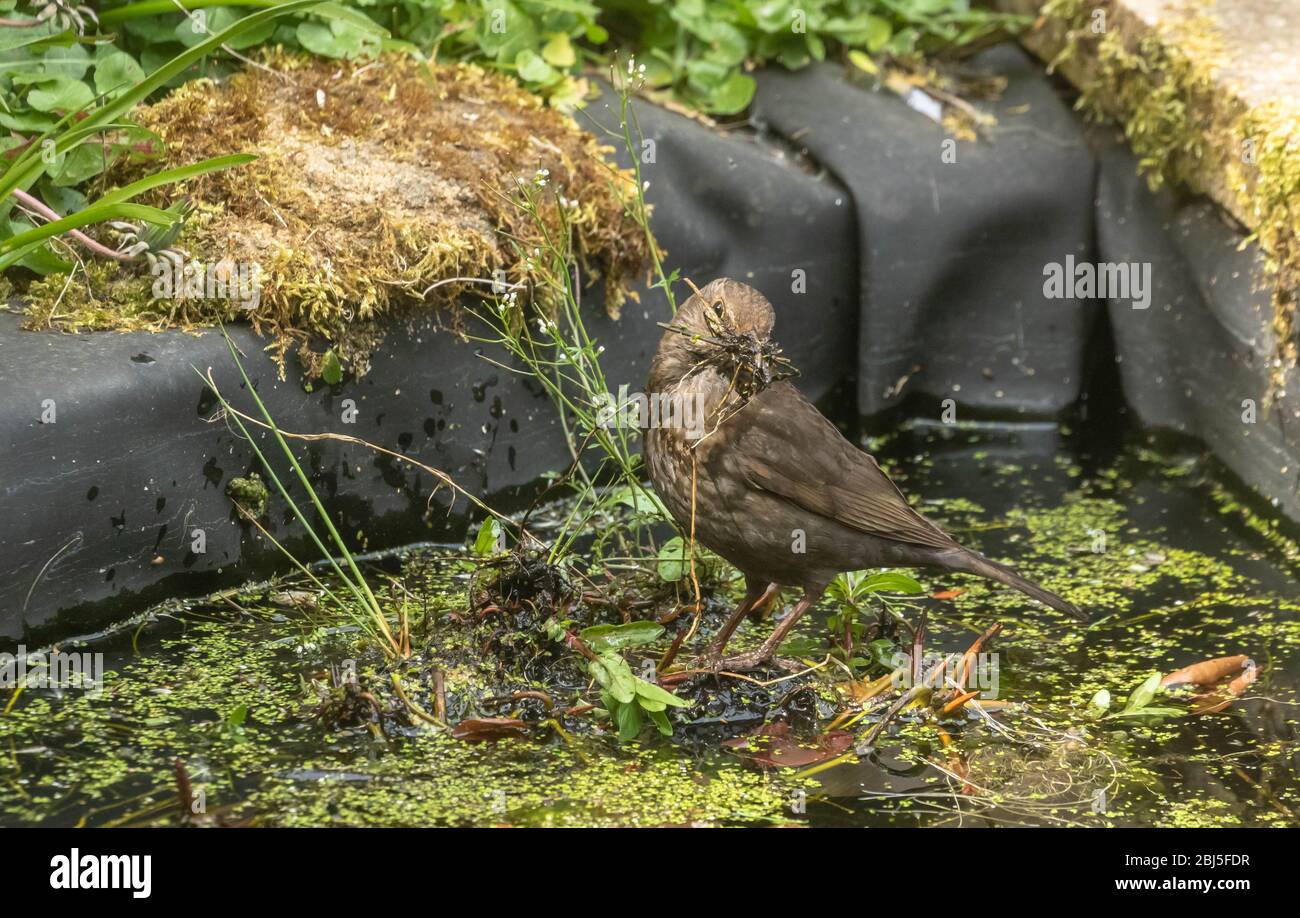 Mud Bird Nest High Resolution Stock Photography and Images - Alamy