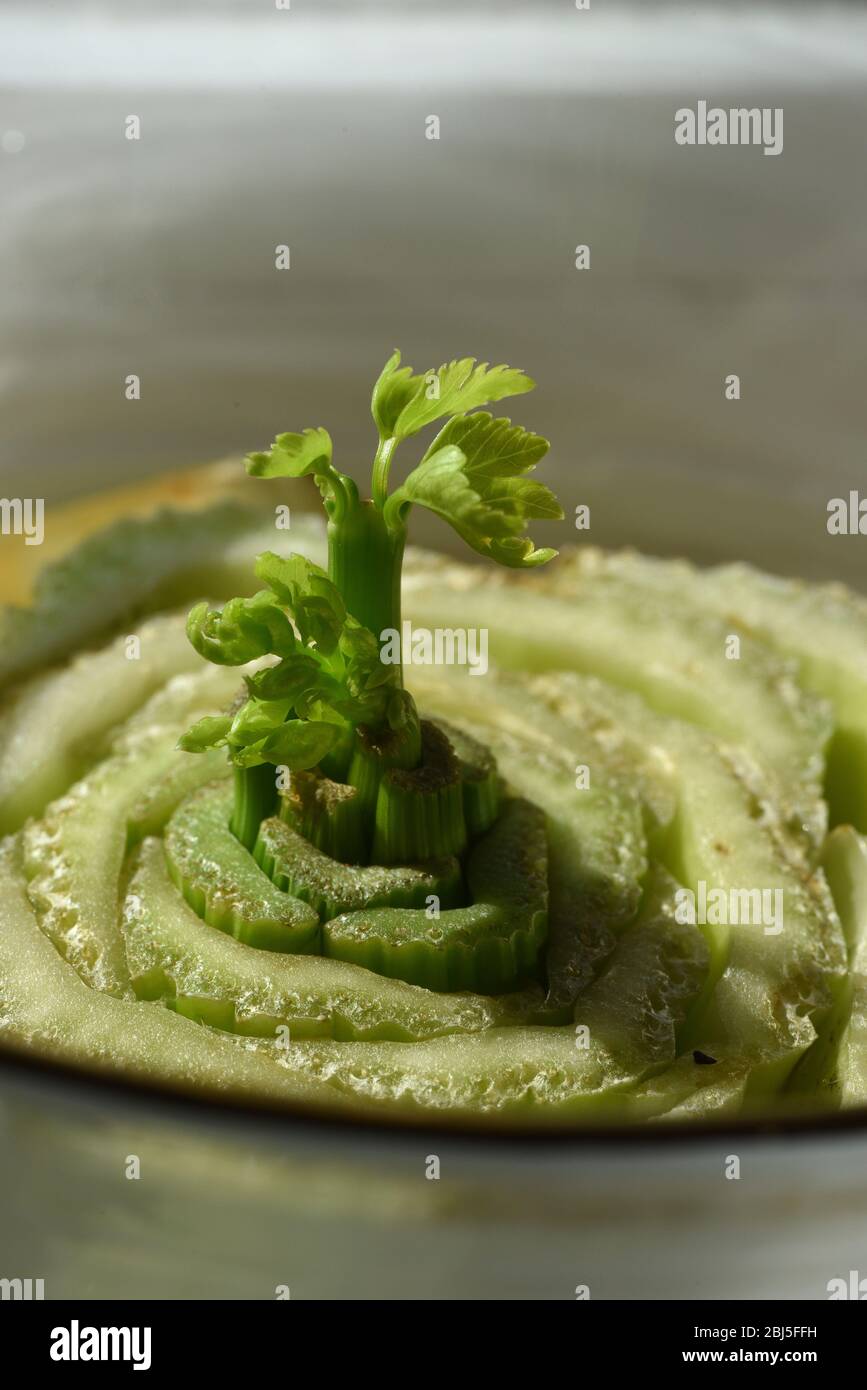 A vertical image of a new leafy green sprout growing out of the center ...