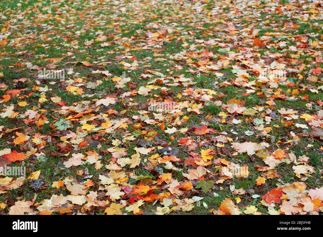 Fall leaves on the ground Stock Photo - Alamy