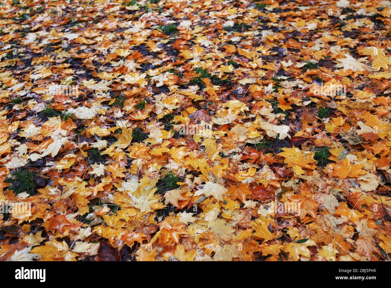 Fall leaves on the ground Stock Photo - Alamy