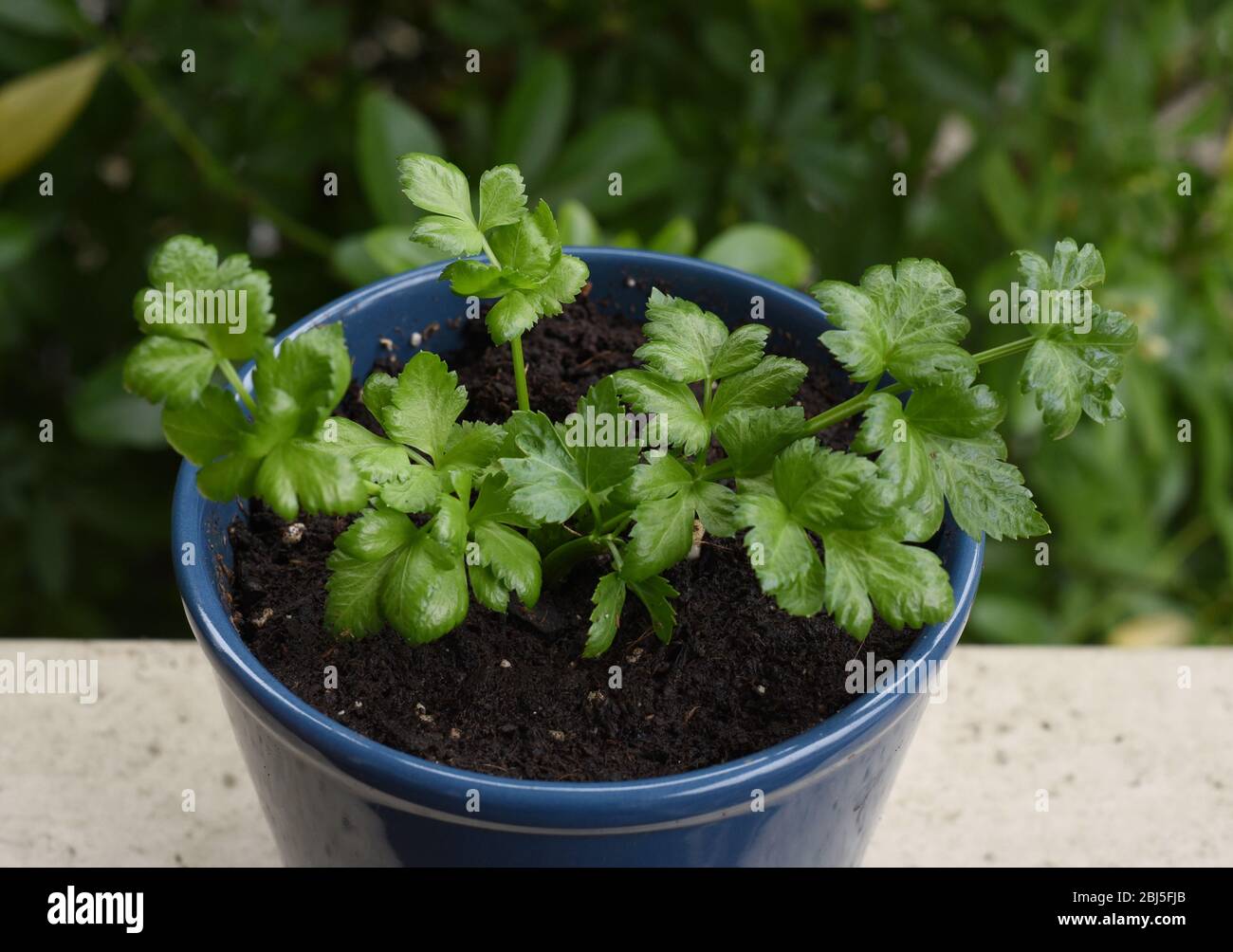A horizontal image of a new leafy green sprout of a celery plant ...