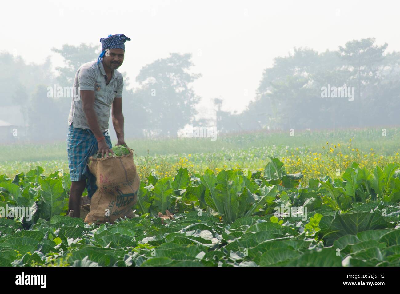 farmer doing agricultural work at field Stock Photo - Alamy