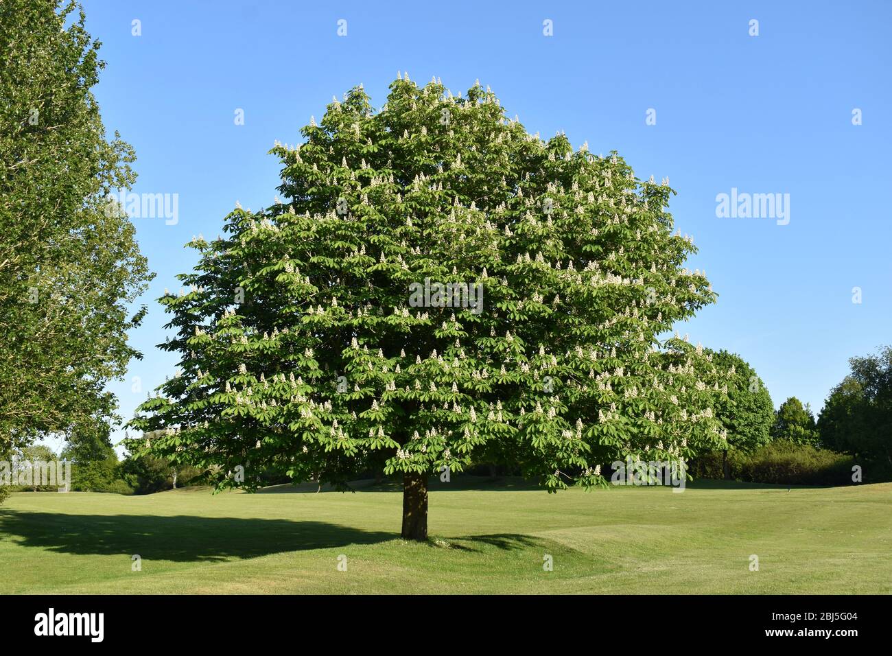 Horse chestnut tree hi-res stock photography and images - Alamy