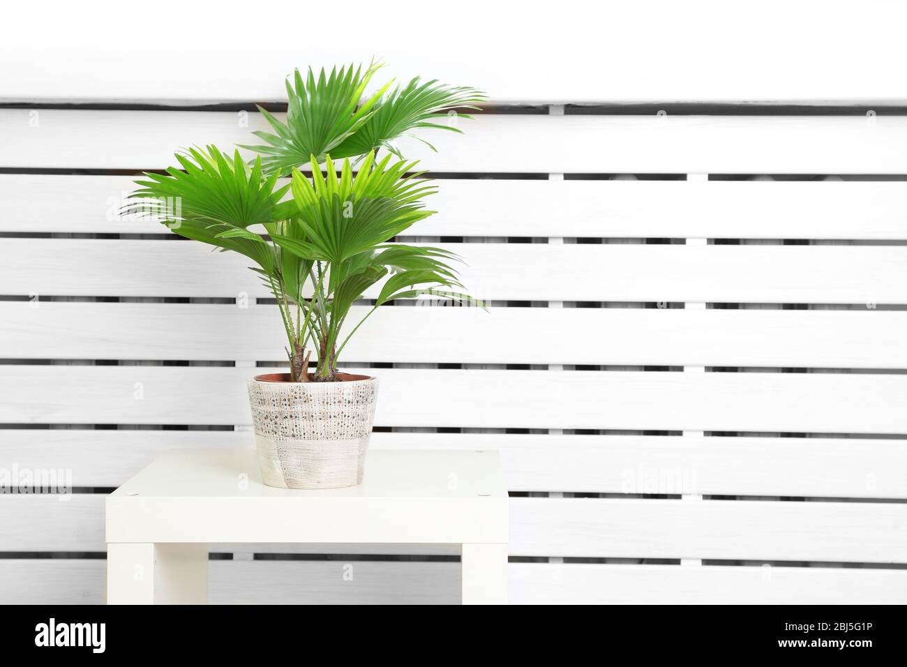 Palm tree (Livistona Rotundifolia) in flowerpot on table at home Stock ...