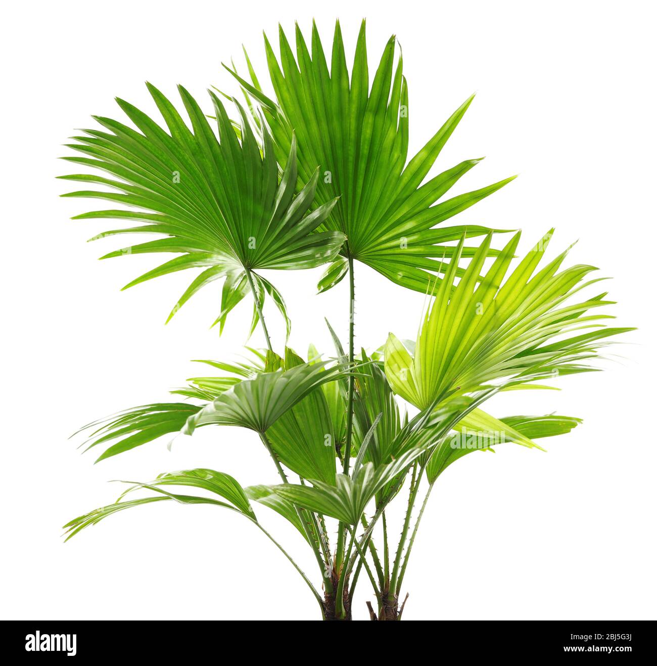 Palm tree (Livistona Rotundifolia), isolated on white Stock Photo - Alamy