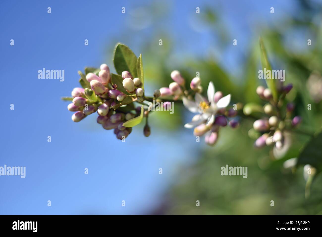 Beautiful white lemon citrus flowers hi-res stock photography and ...