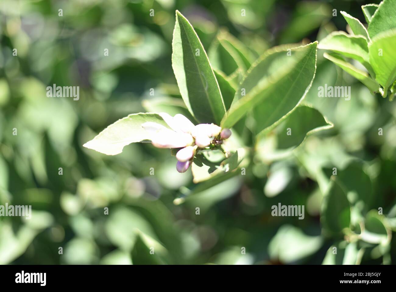 Citrus Tree Blossoms Stock Photo - Alamy