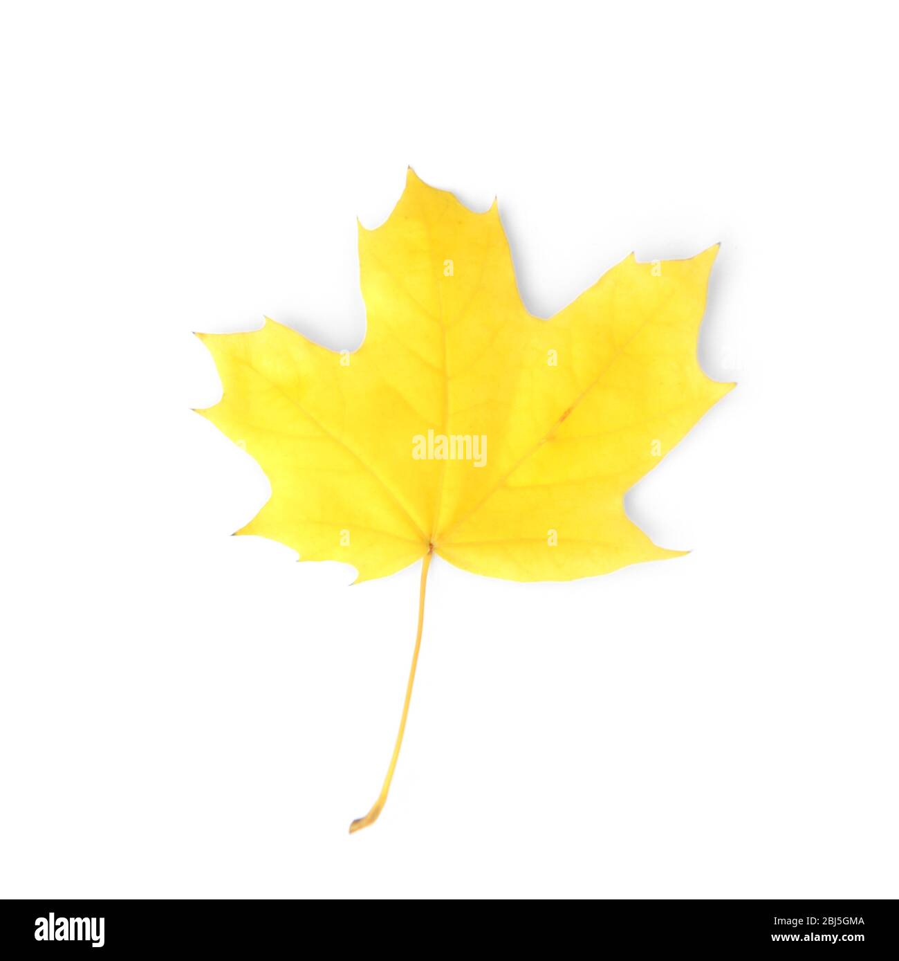 Maple leaf isolated on white Stock Photo - Alamy