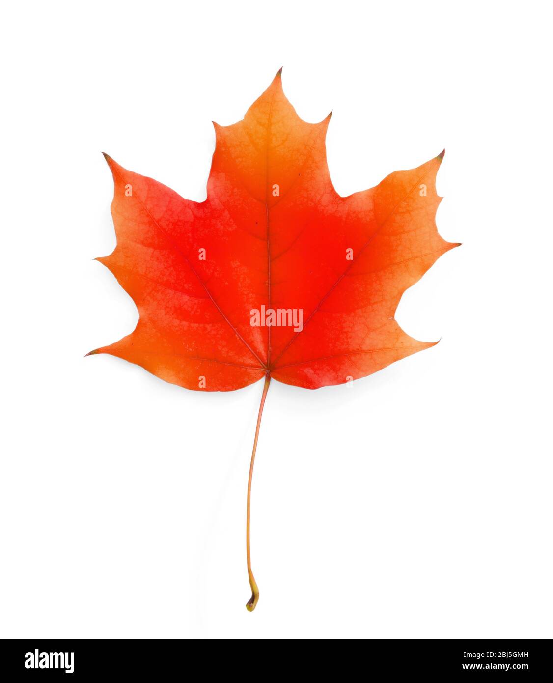 Maple leaf isolated on white Stock Photo - Alamy
