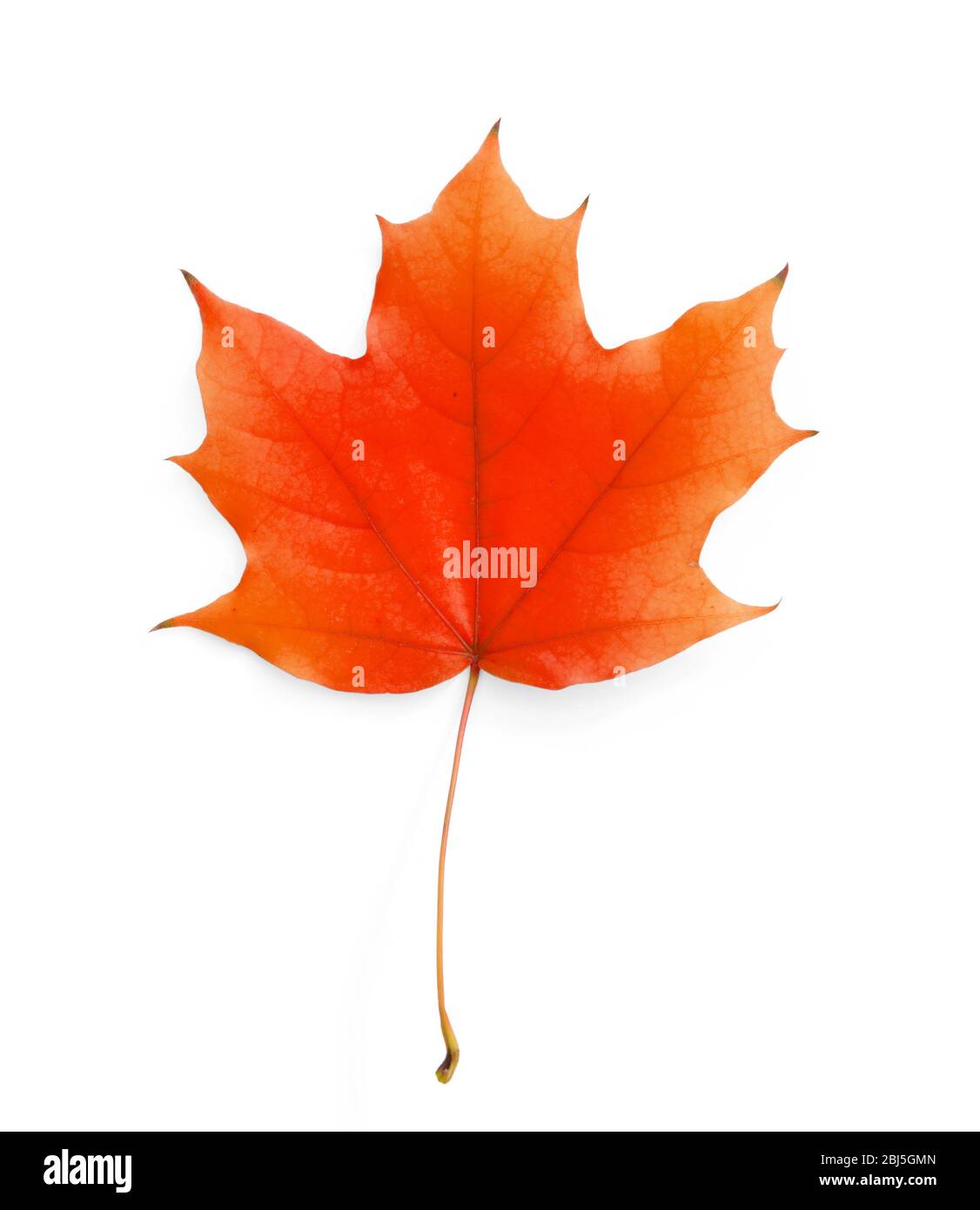 Maple leaf isolated on white Stock Photo - Alamy
