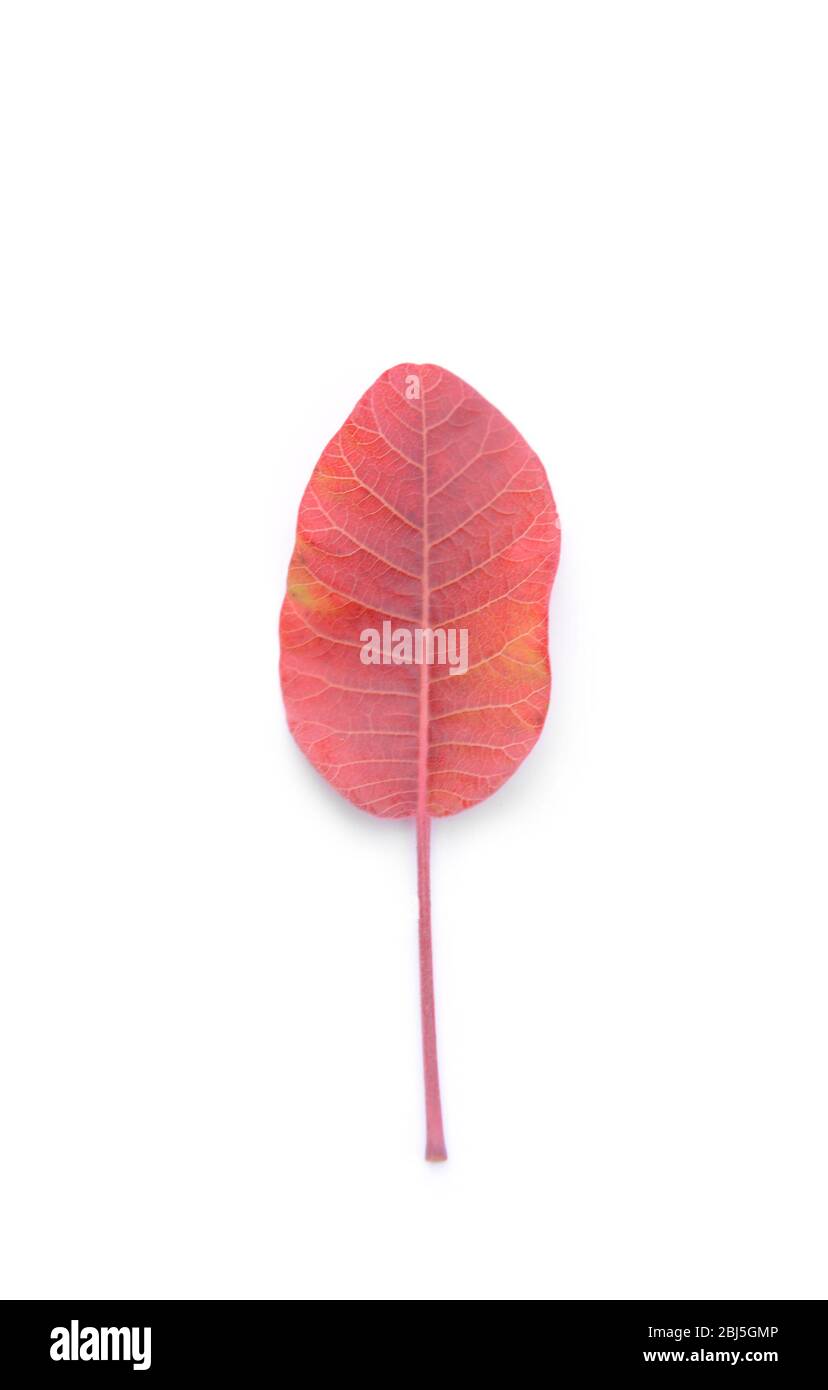 Fall leaf isolated on white Stock Photo - Alamy
