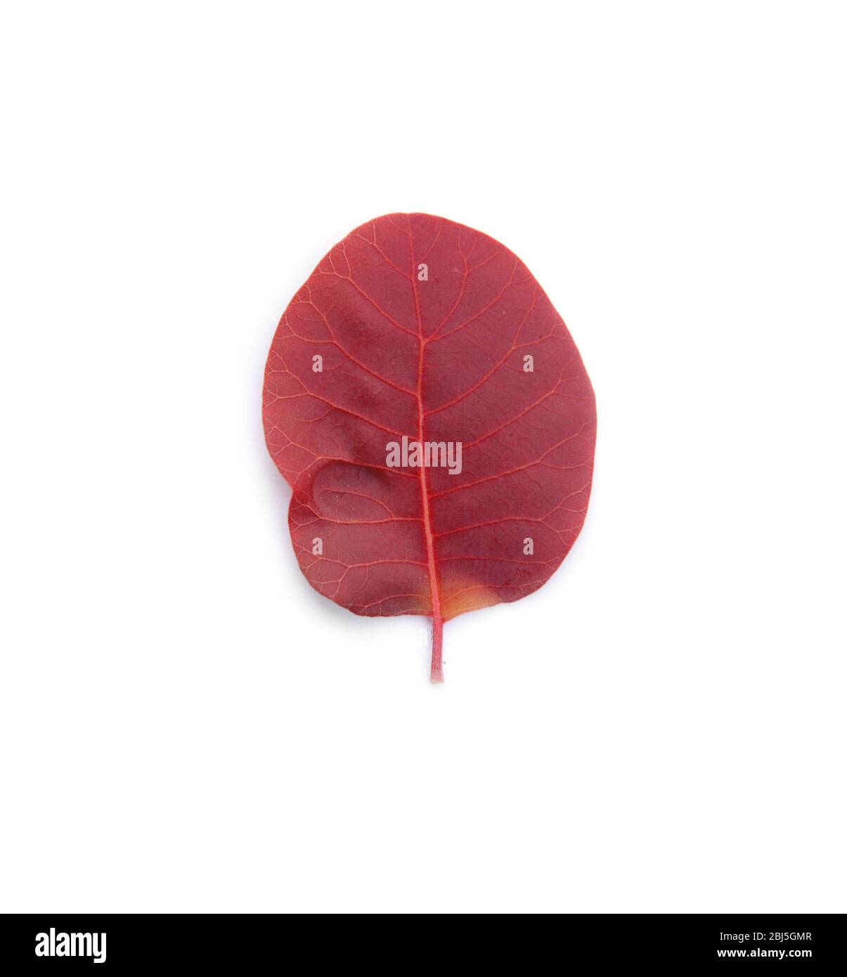 Fall leaf isolated on white Stock Photo - Alamy