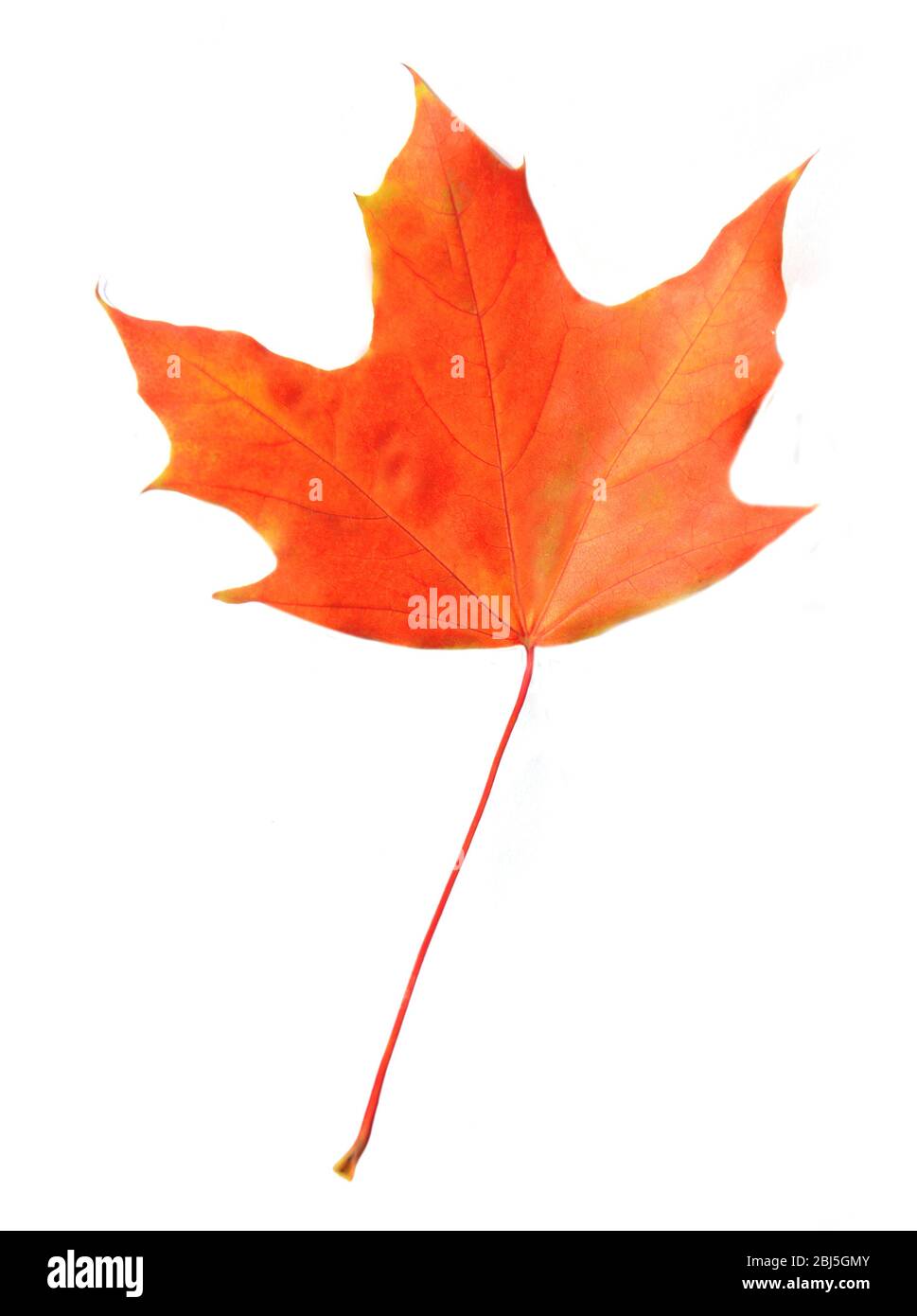 Maple leaf isolated on white Stock Photo - Alamy