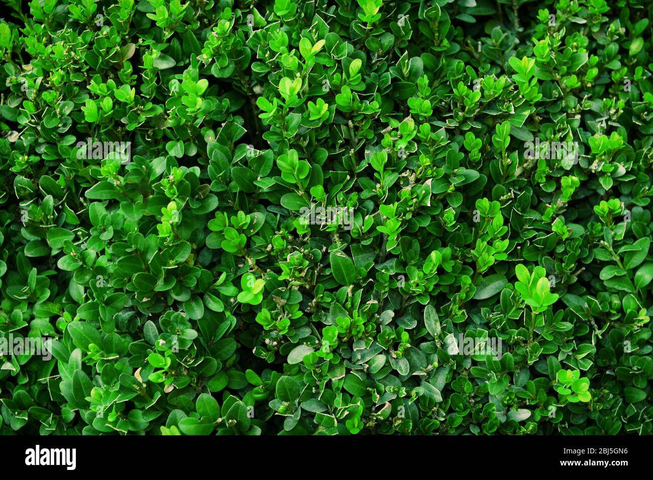 Green bush background Stock Photo - Alamy