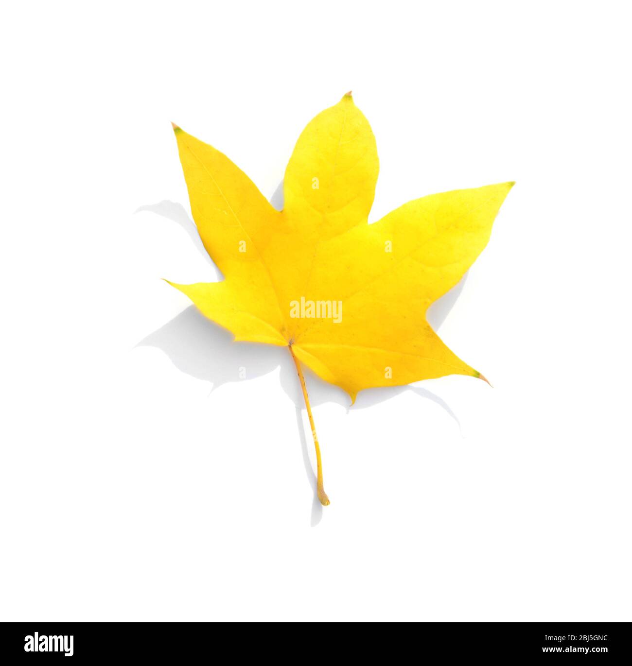 Maple leaf isolated on white Stock Photo - Alamy