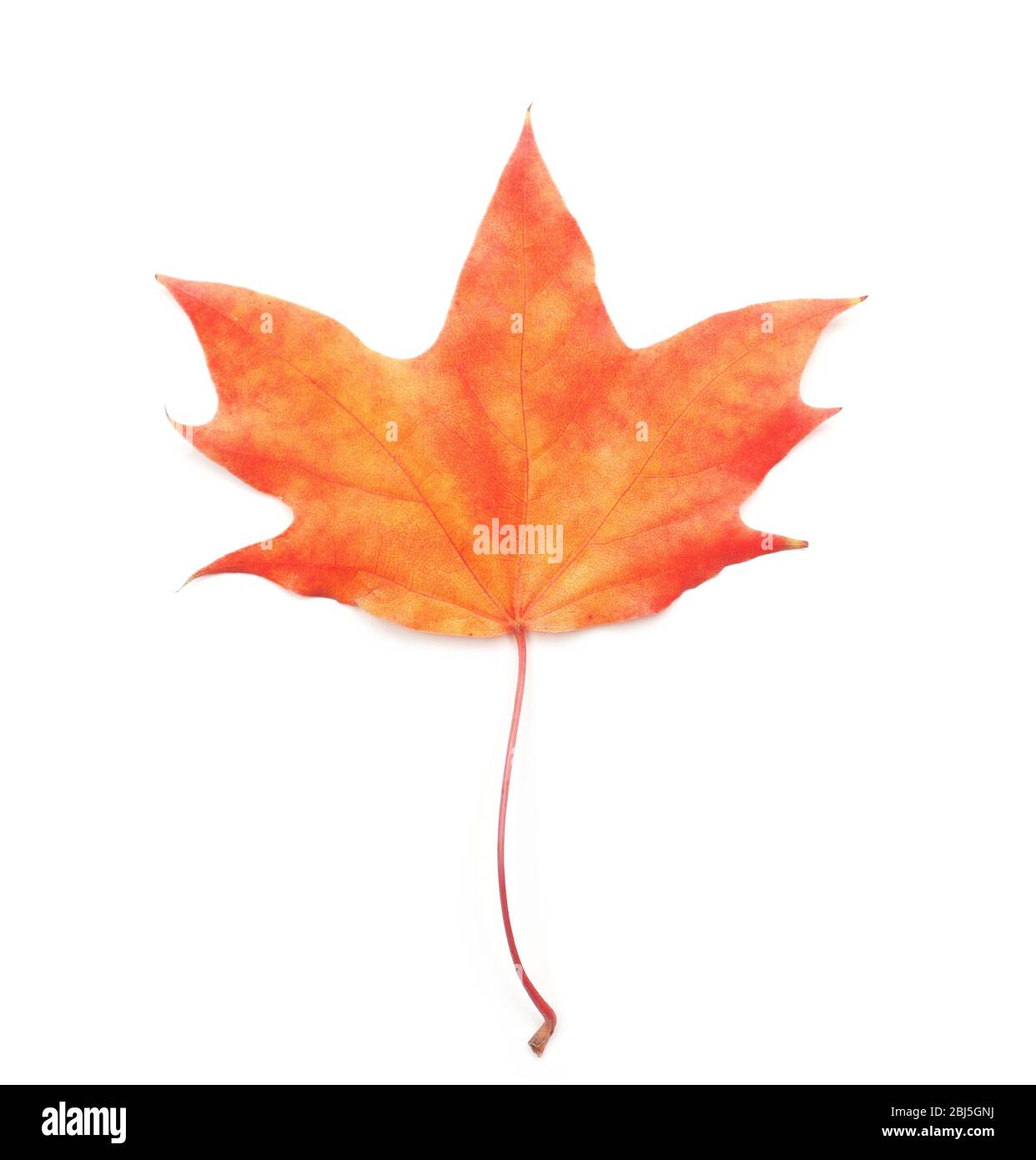 Maple leaf isolated on white Stock Photo - Alamy