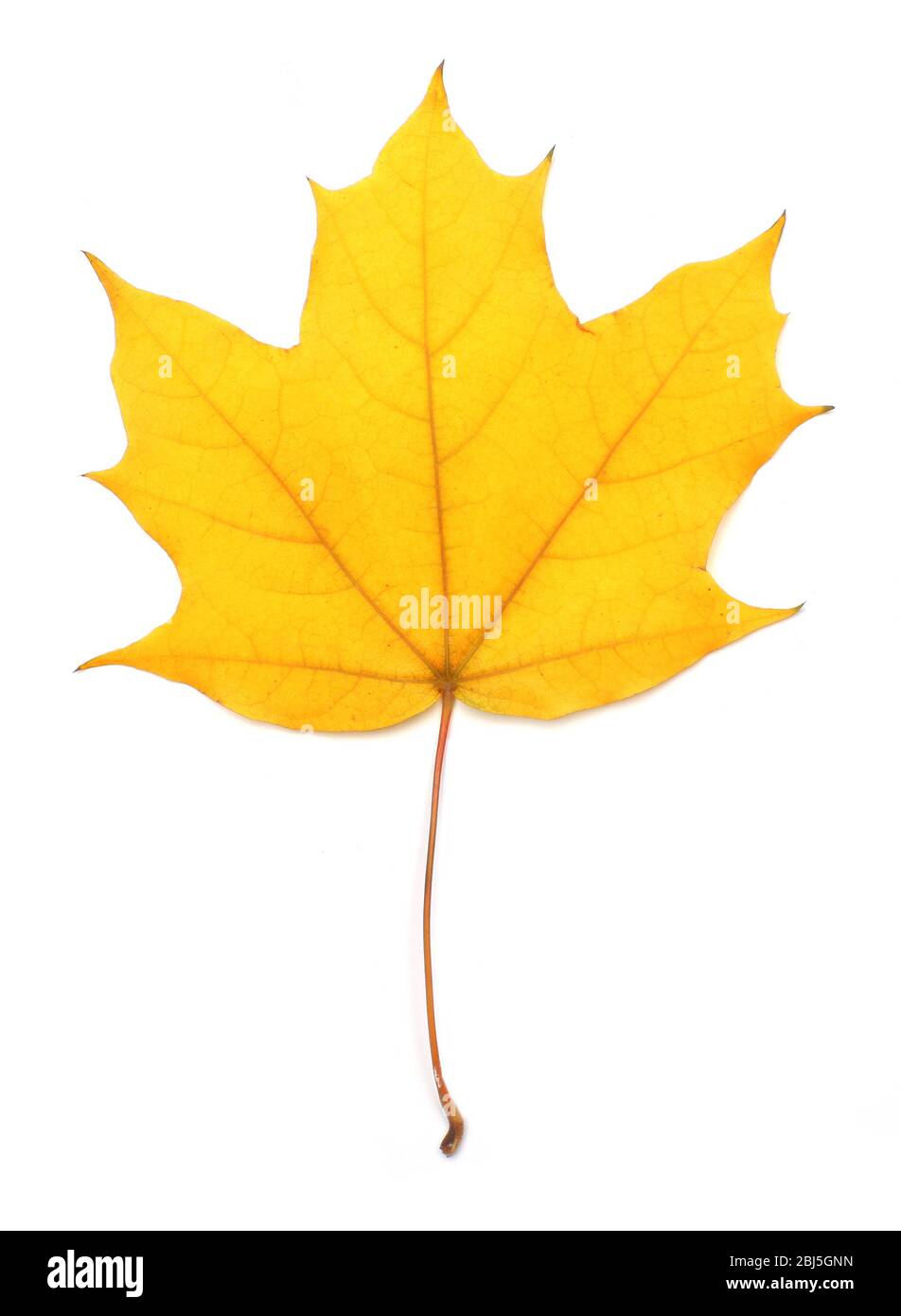 Maple leaf isolated on white Stock Photo - Alamy