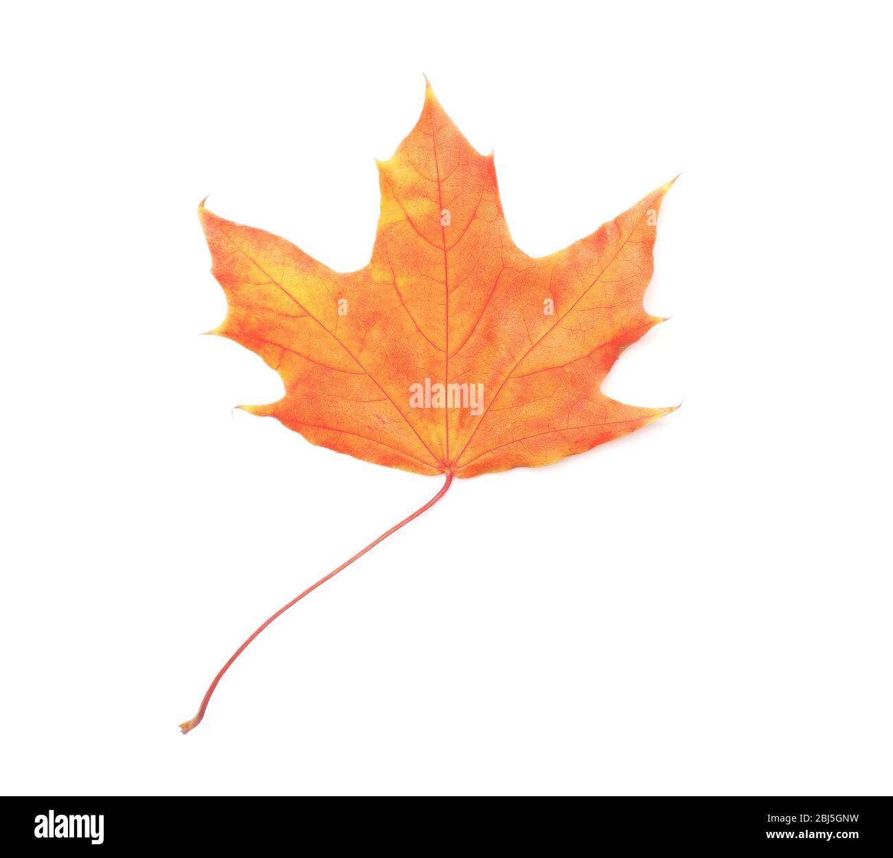 Maple leaf isolated on white Stock Photo - Alamy