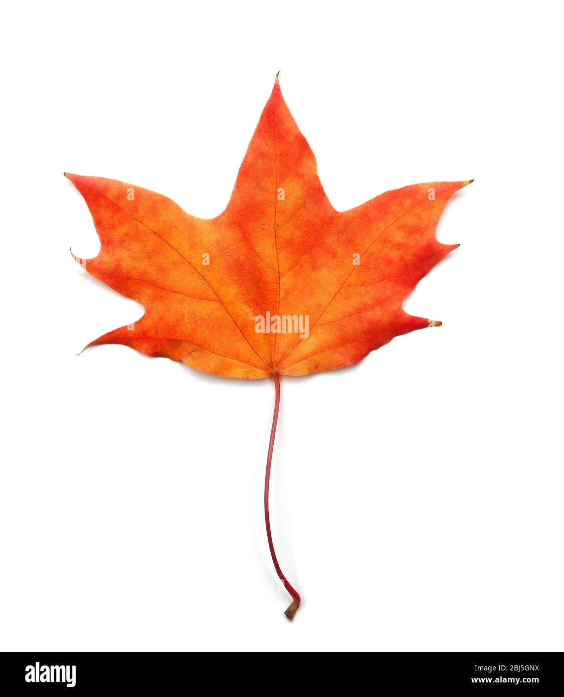 Maple leaf isolated on white Stock Photo - Alamy