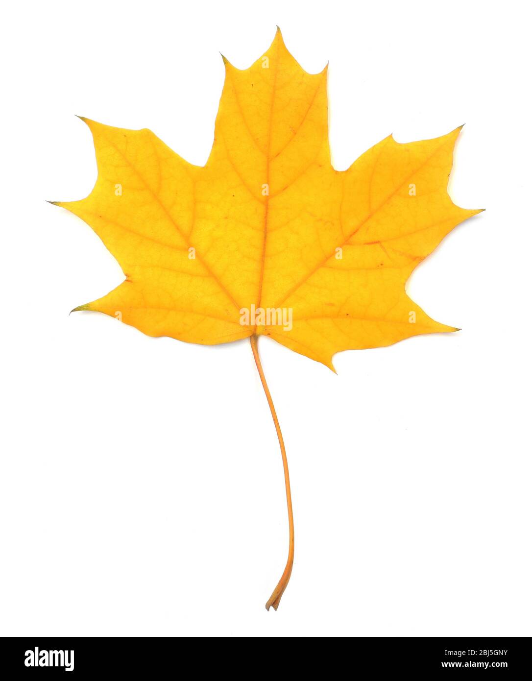 Maple leaf isolated on white Stock Photo - Alamy