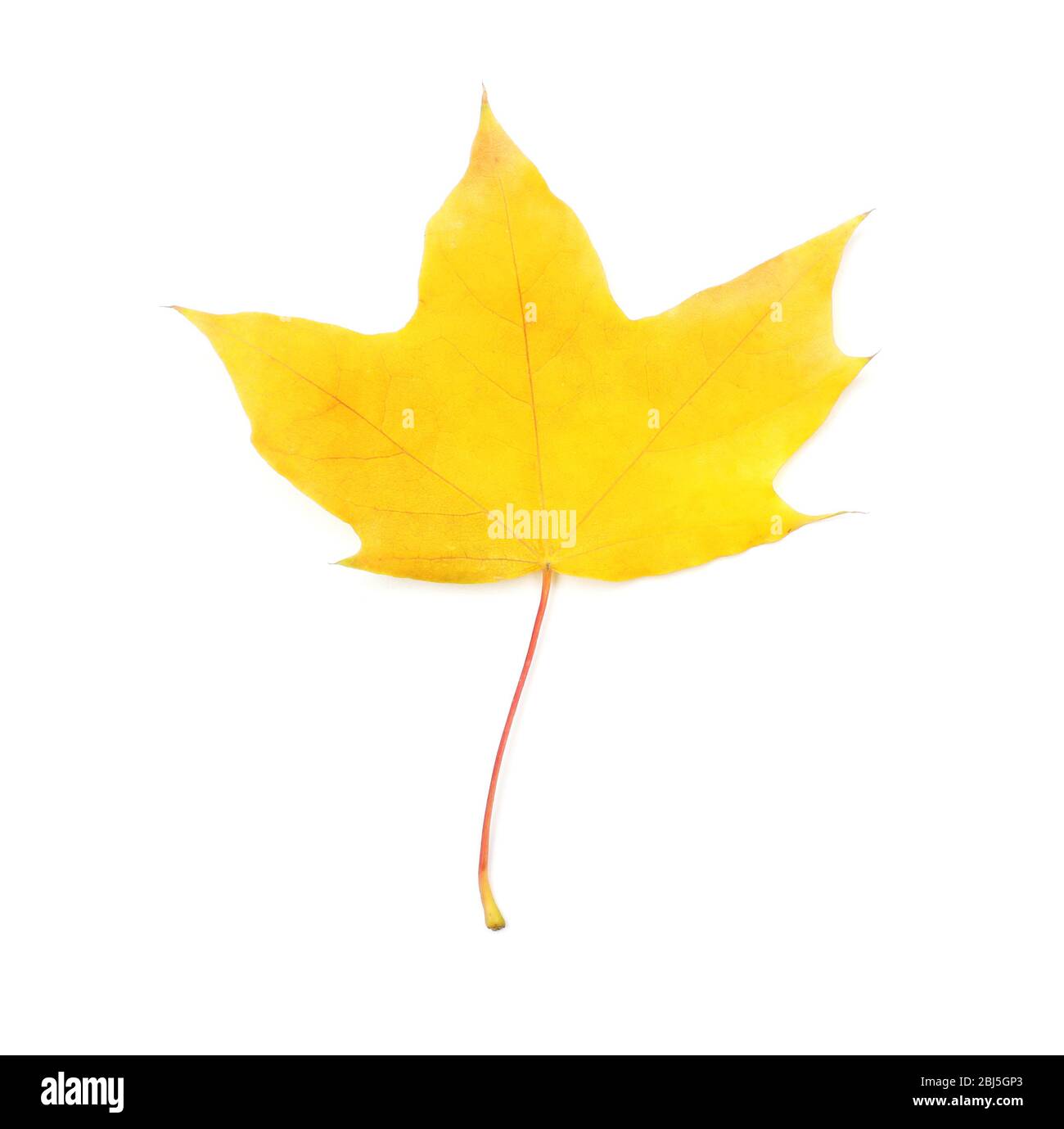 Maple leaf isolated on white Stock Photo - Alamy