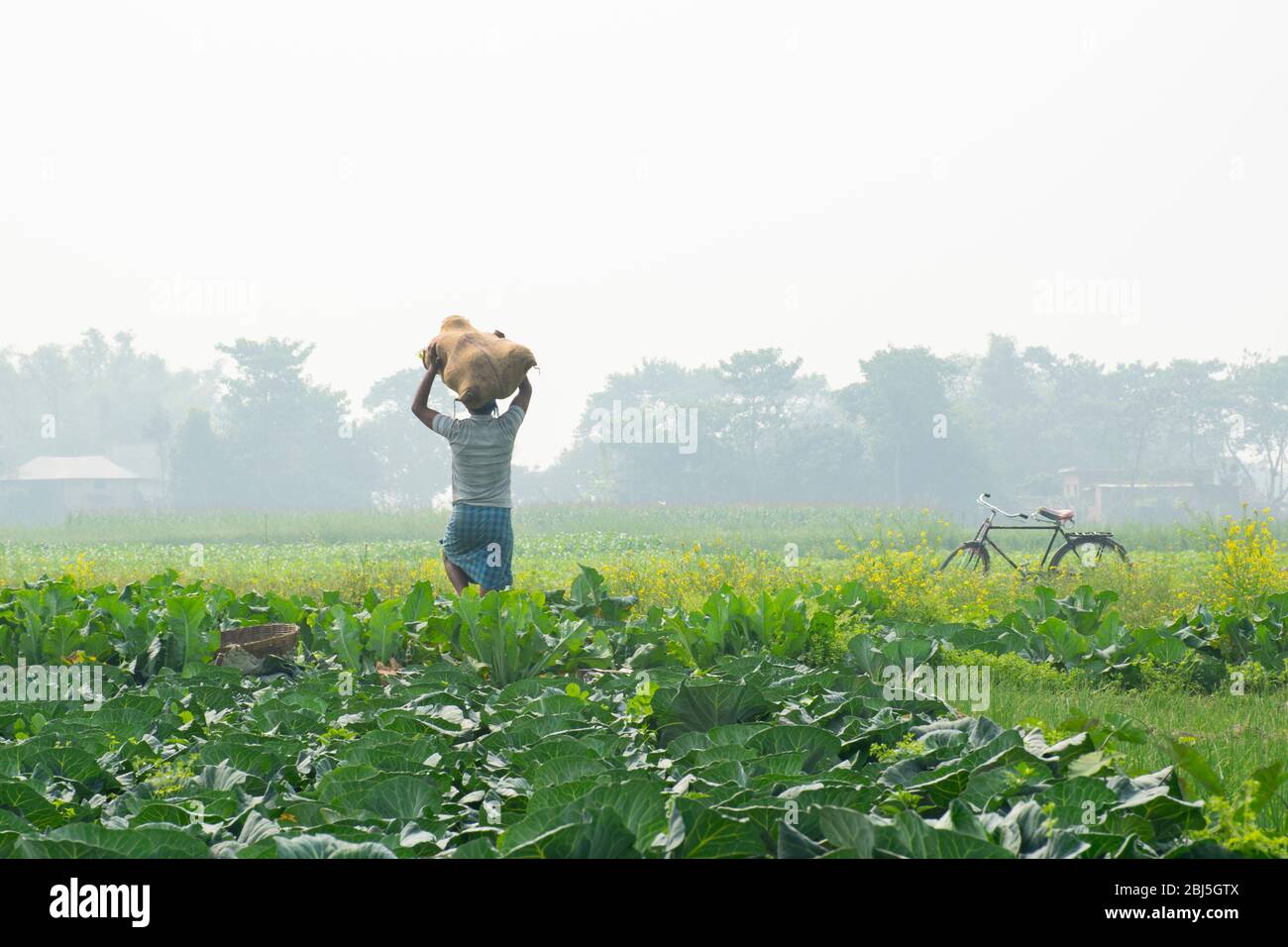 farmer carrying bag of vegetable on his head, agricultural work, India ...