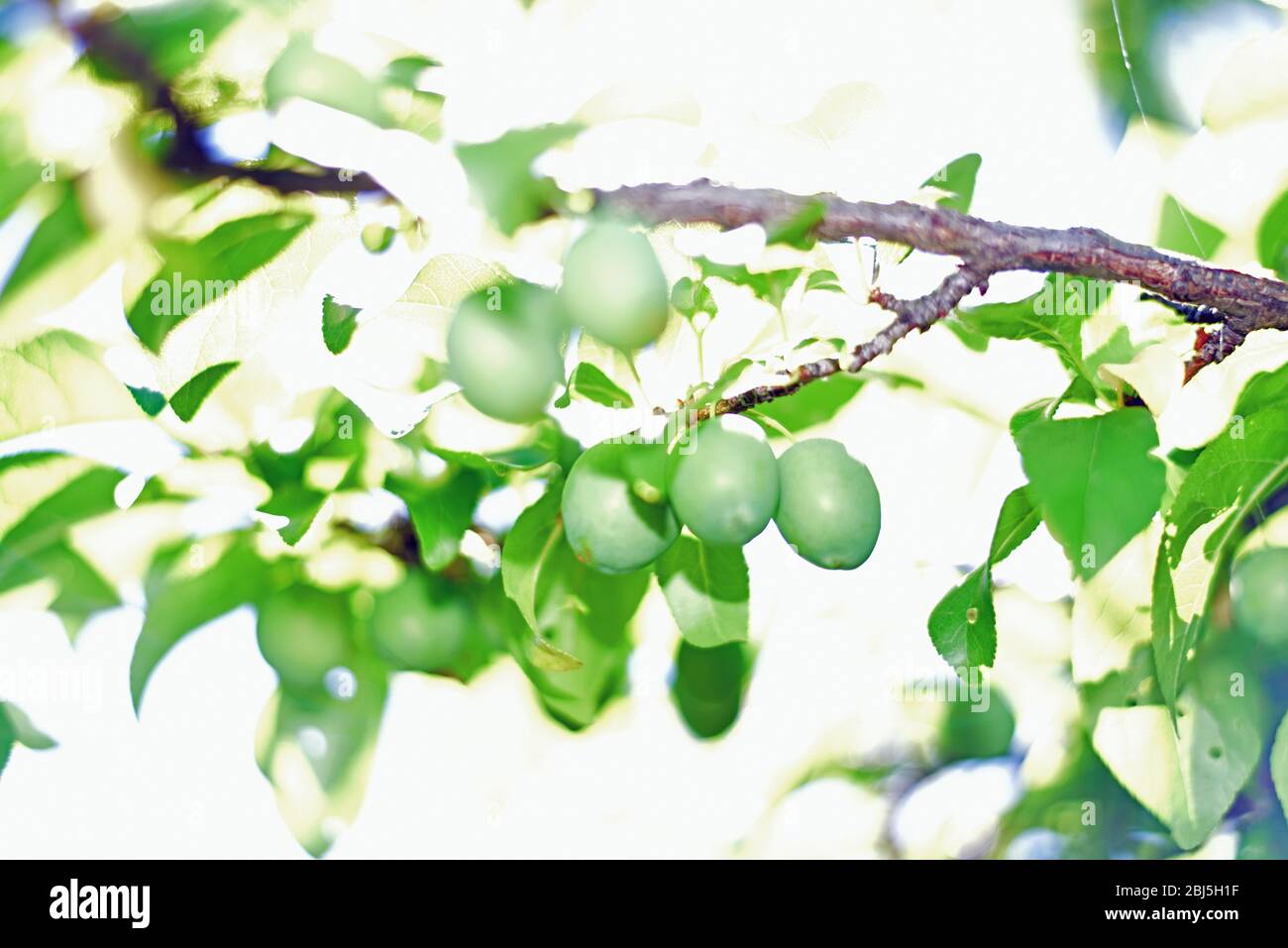 Plum Tree Baby Fruit Stock Photo - Alamy