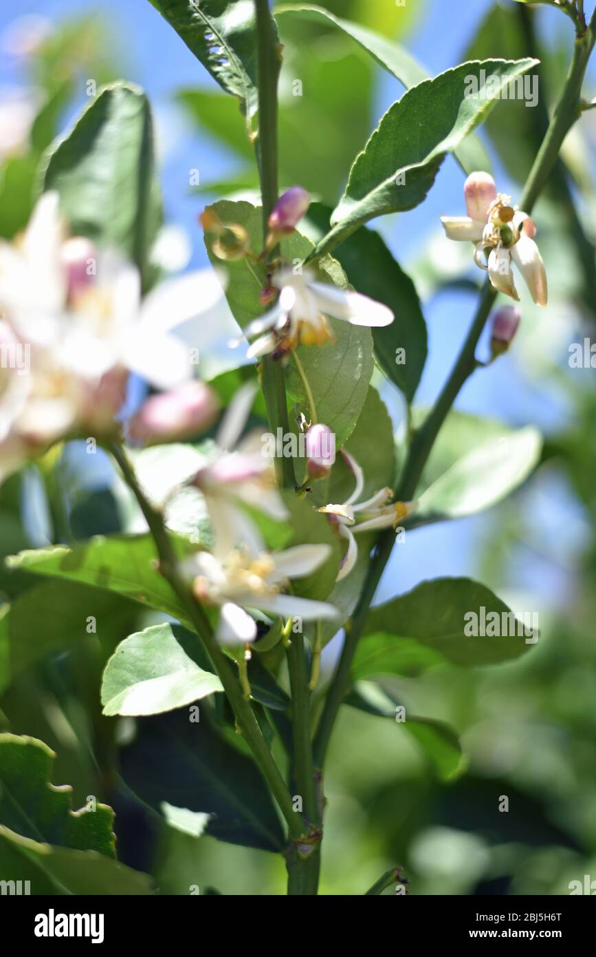 Lemon Tree Flowers High Resolution Stock Photography and Images - Alamy