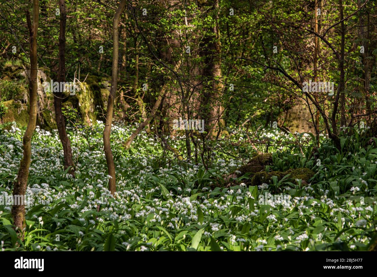 Wild Garlic flowers, Allium ursinum, growing on the forest floor in a ...